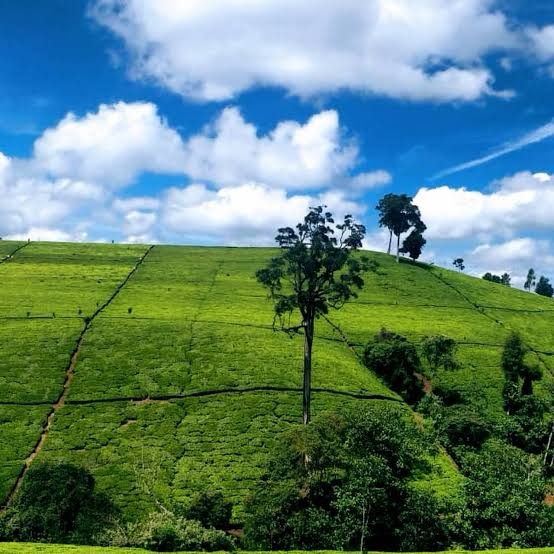 Kieni Forest Hike & Waterfall Chase - I AM TOT